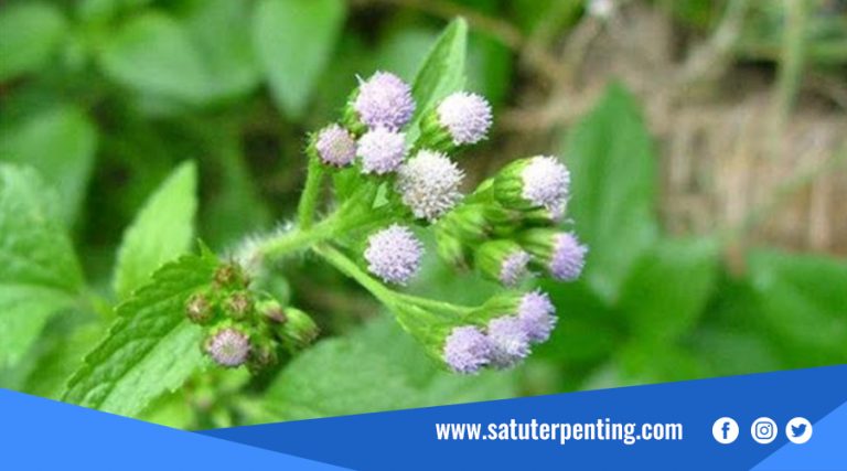 Mengenal Tanaman Bandotan Yang Ampuh Obati Berbagai Penyakit